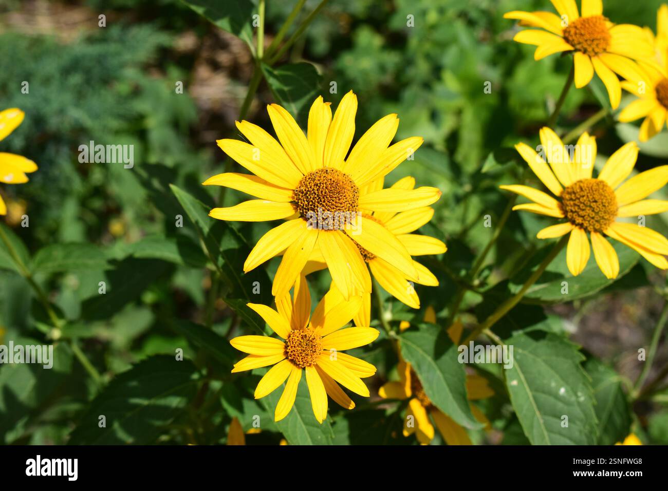 A close-up of bright yellow Heliopsis flowers with brown centers ...