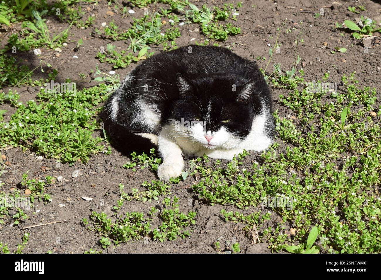 A black and white cat lying on the ground in a garden. The cat appears ...