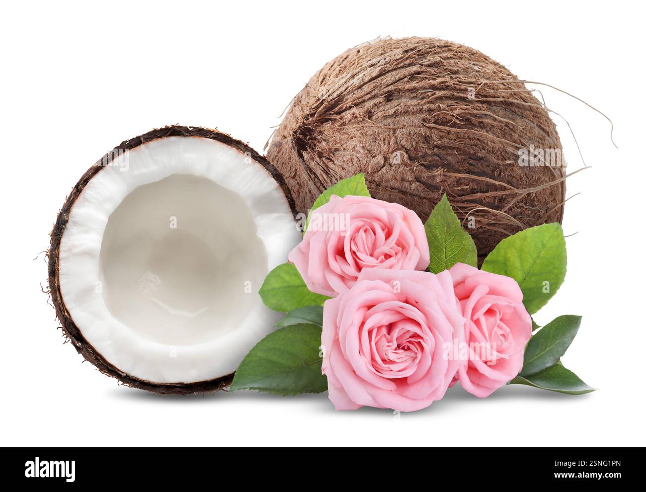 Coconuts and pink rose flowers with green leaves isolated on white ...