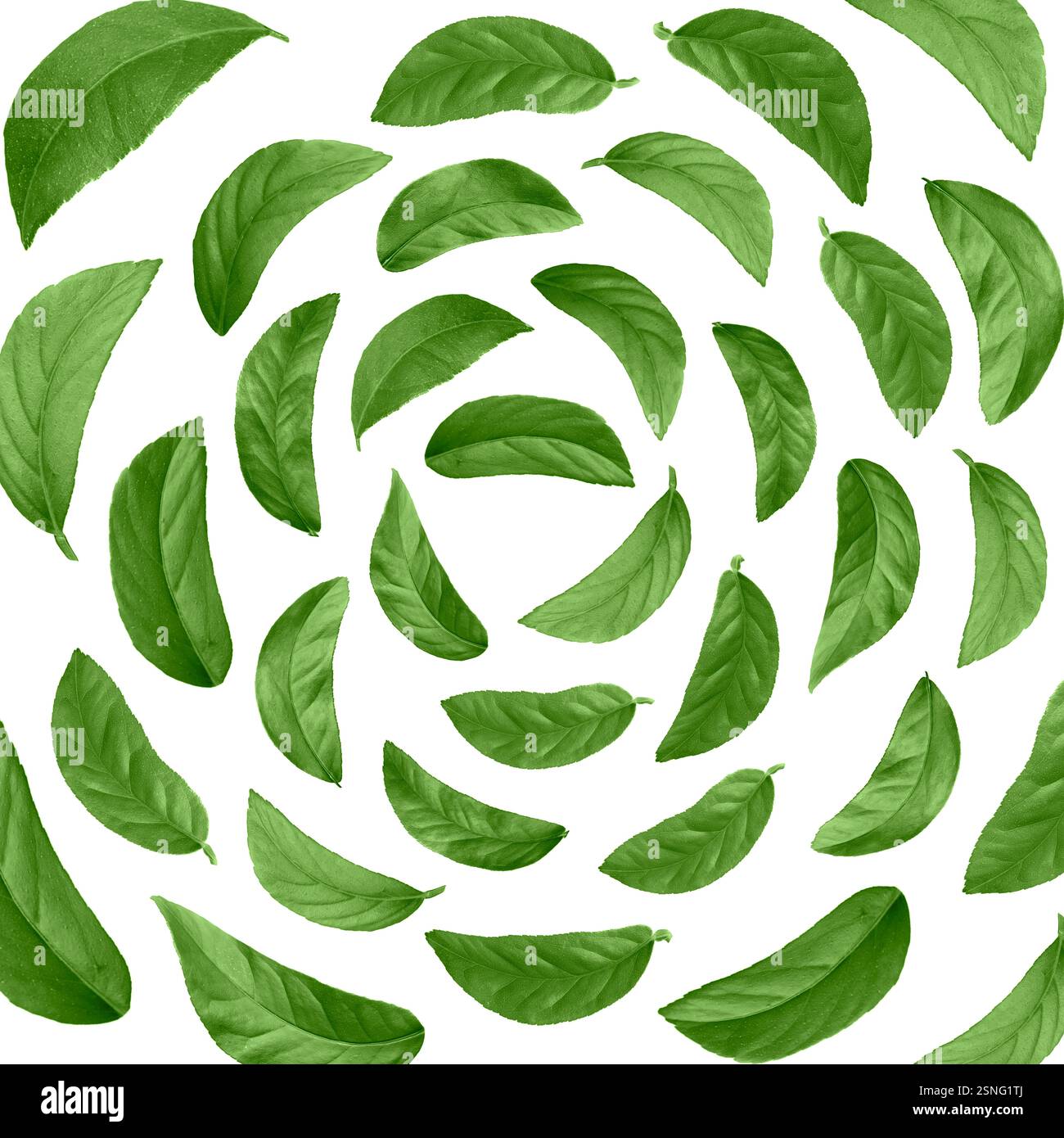 Green leaves swirling in air on white background Stock Photo - Alamy