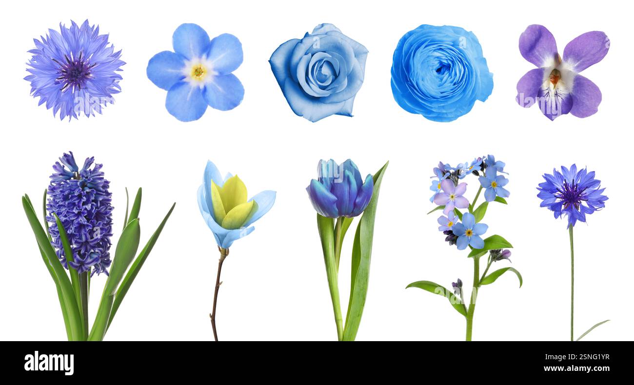 Different beautiful flowers in blue shades isolated on white, set Stock ...