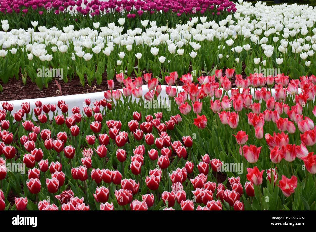 A garden full of tulips arranged in rows of different colors: red ...