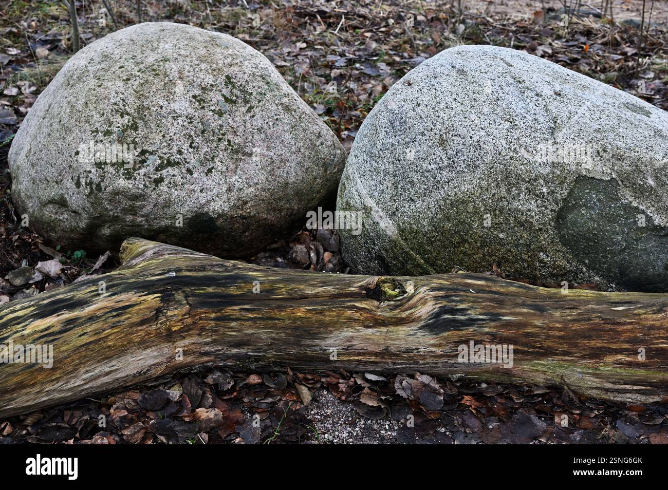 This close-up photograph captures the rich textures of two large ...