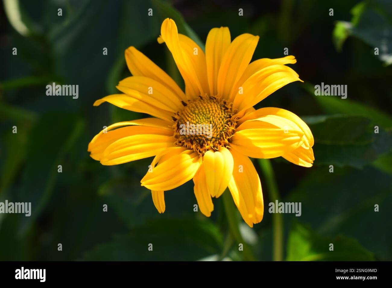 A close-up of a bright yellow Heliopsis flower with brown centers ...