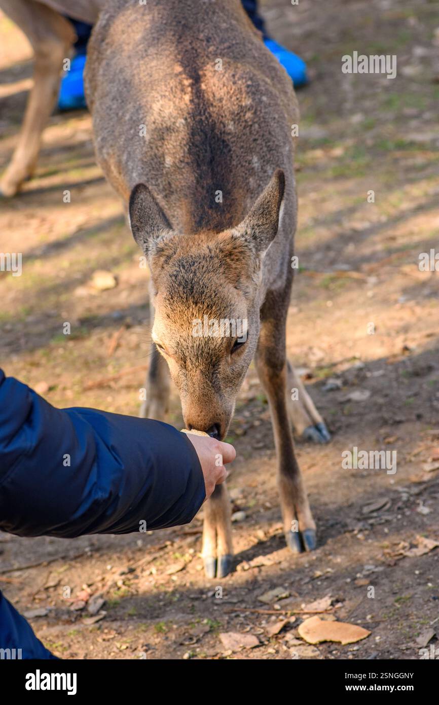 Tourist feeding deer crackers called Shika senbei to deer in Nara koen ...