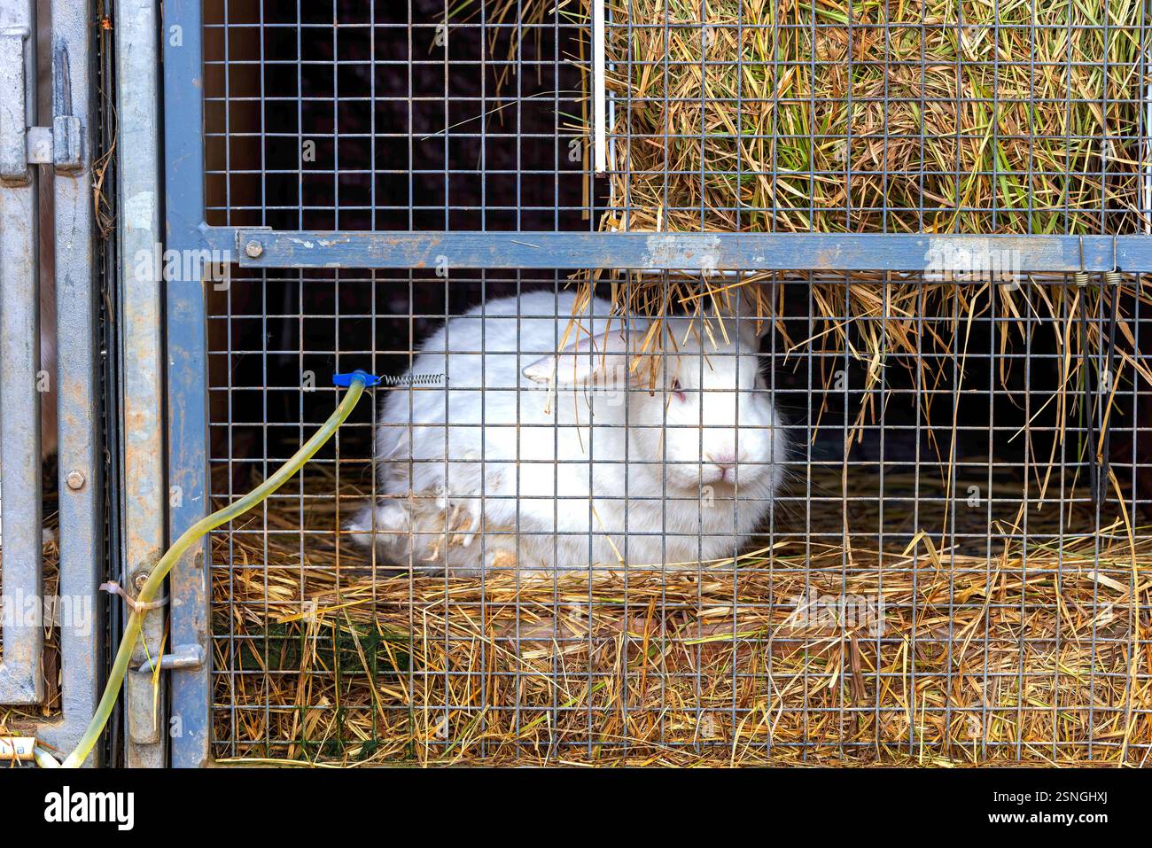 White rabbit in a rabbit cage Stock Photo - Alamy