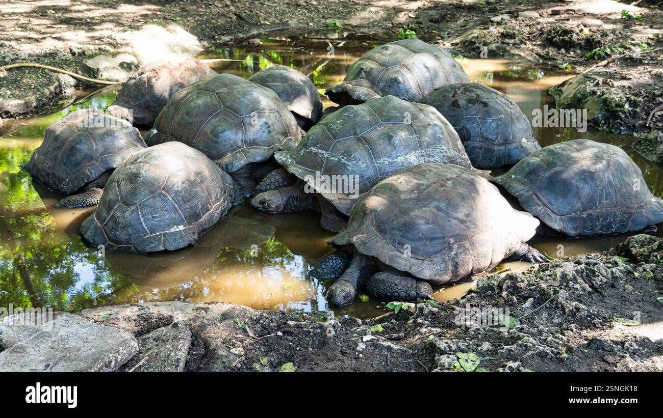 A Group of Tortoises Enjoying a Relaxing Time in Their Beautiful ...