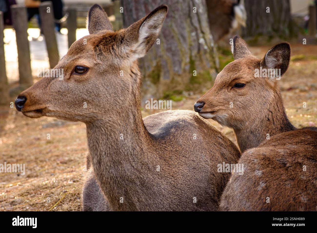 Cute deer in Nara koen park in Nara city in Japan Stock Photo - Alamy