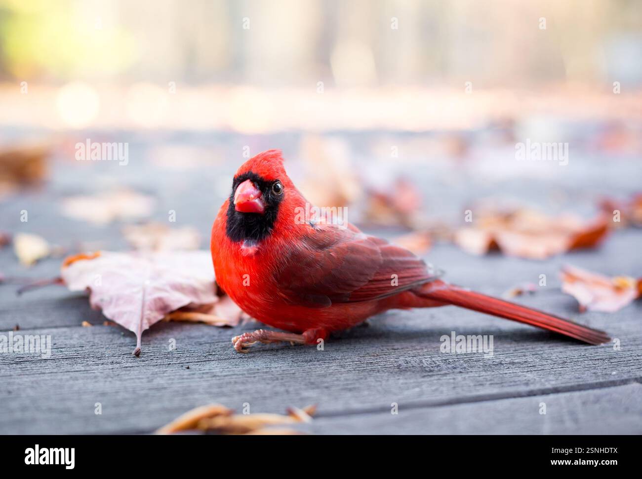 A male Northern Cardinal (Cardinalis cardinalis) stunned after a window ...