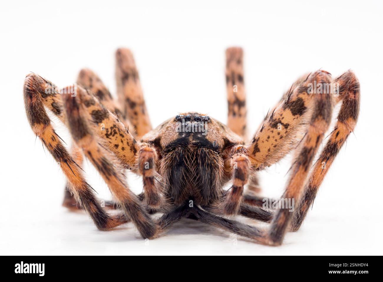 A large Fishing Spider (Dolomedes tenebrosus), deceased with its legs ...