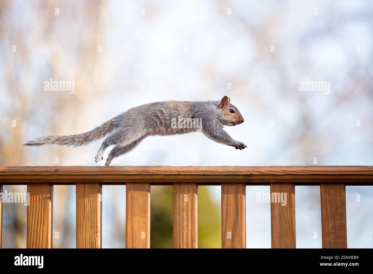 An Eastern Gray Squirrel (Sciurus carolinensis) running along a deck ...