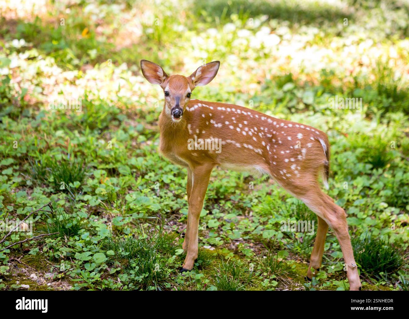 A young spotted White-tailed Deer fawn standing in the grass Stock ...