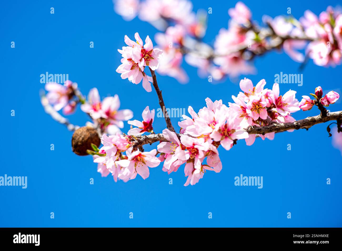 The flowering of the almond trees Stock Photo - Alamy