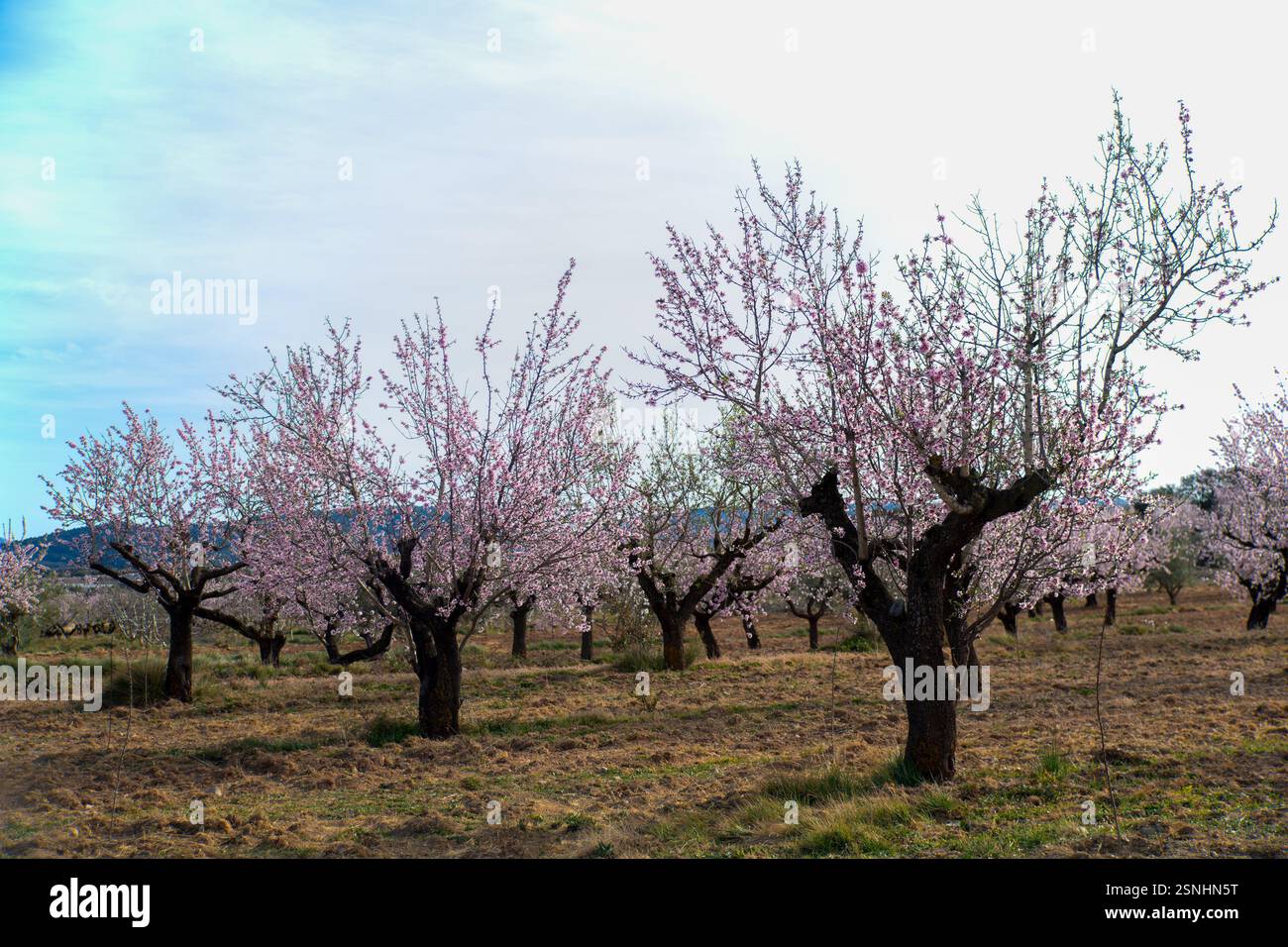 The flowering of the almond trees Stock Photo - Alamy