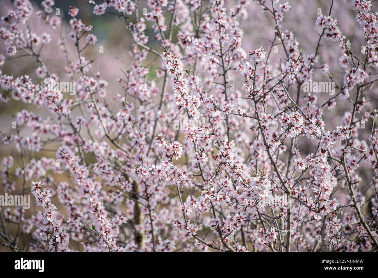 The flowering of the almond trees Stock Photo - Alamy