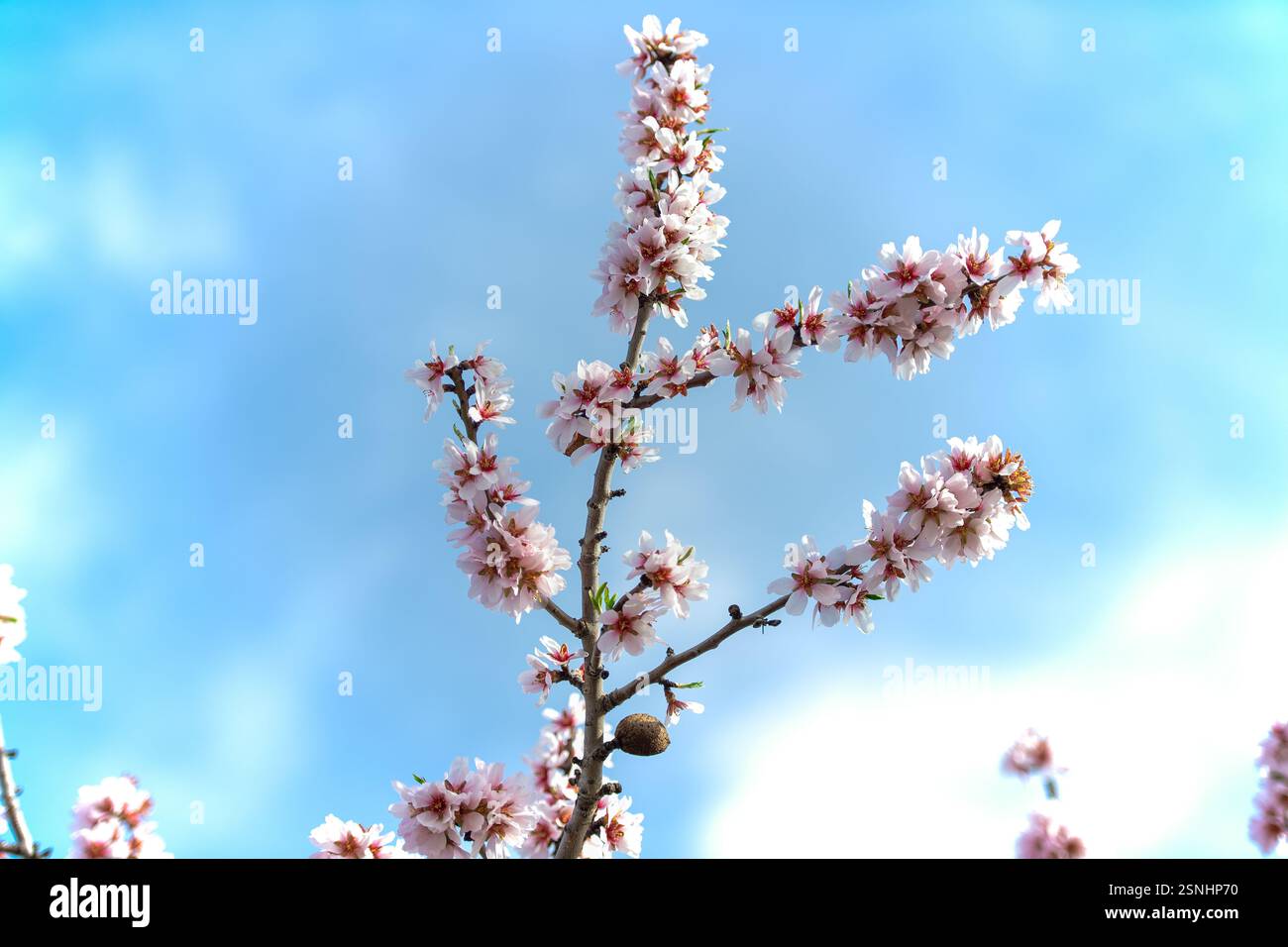 The flowering of the almond trees Stock Photo - Alamy