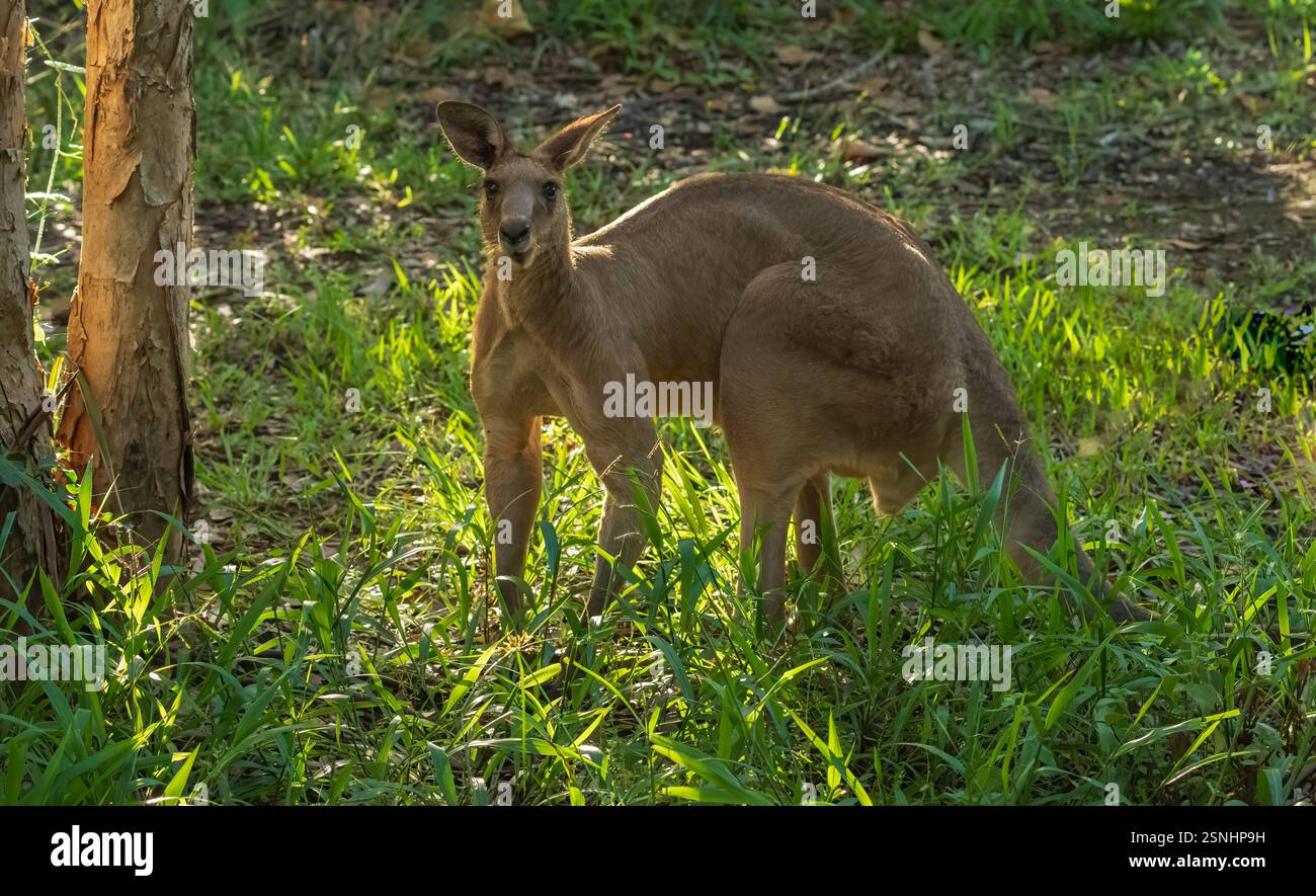 Eastern grey kangaroo ears pricked up being alert during the early ...