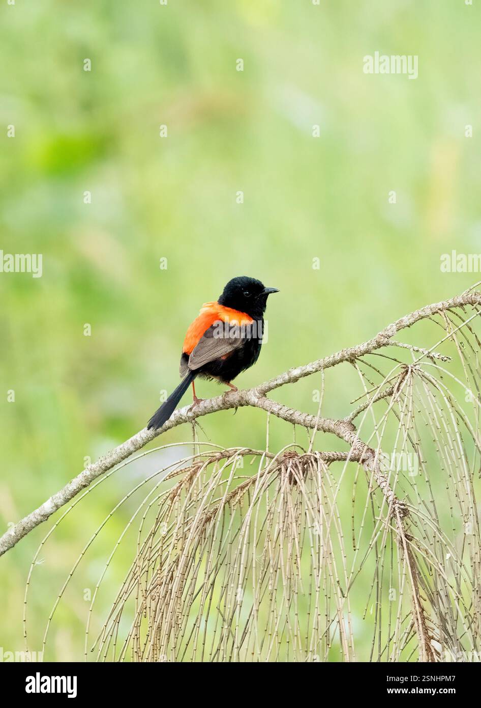 Red backed Fairywren (Malurus melanocephalus) song bird perching on a ...