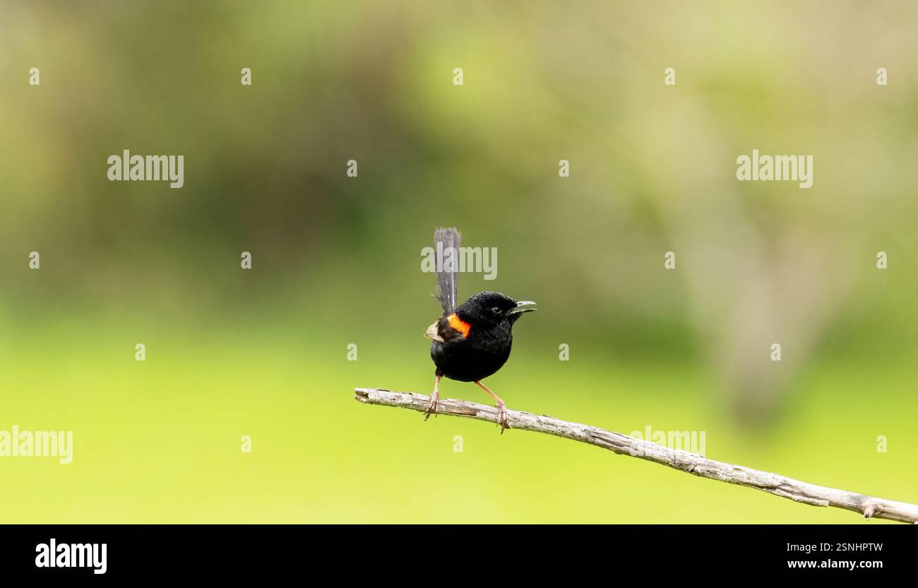 Red-backed Fairy-wren (Malurus melanocephalus) perched on a branch with ...