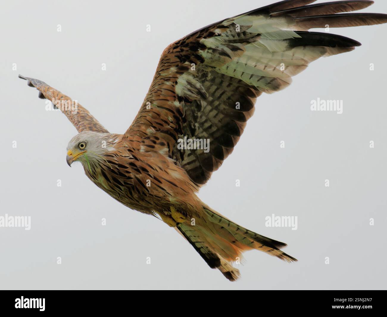 Red Kite Gigrin Farm Rhayder Wales Stock Photo - Alamy