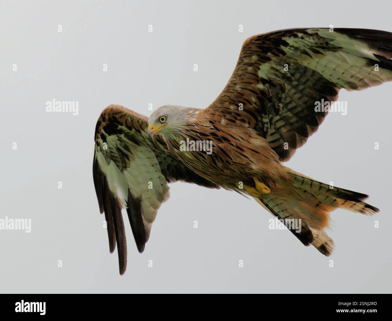 Red Kite Gigrin Farm Rhayder Wales Stock Photo - Alamy