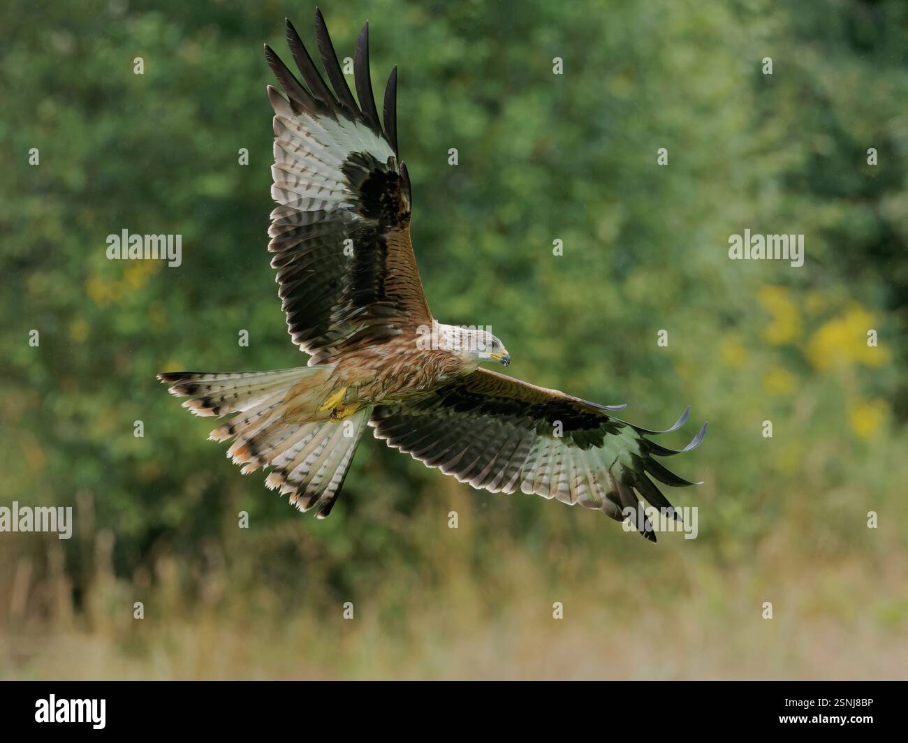 Red Kite Gigrin Farm Rhayader Wales Stock Photo - Alamy