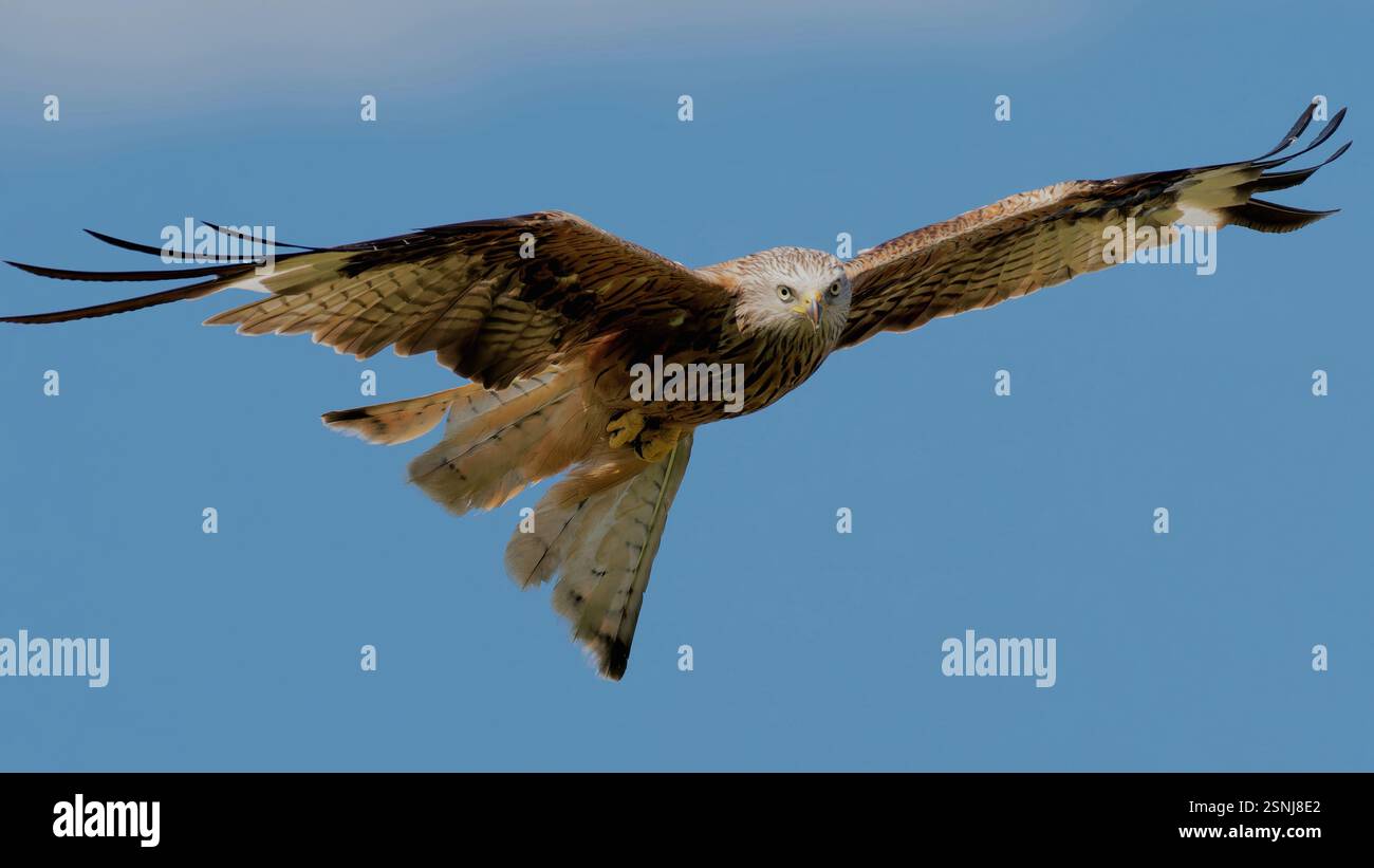Red Kite Gigrin Farm Rhayader Wales Stock Photo - Alamy