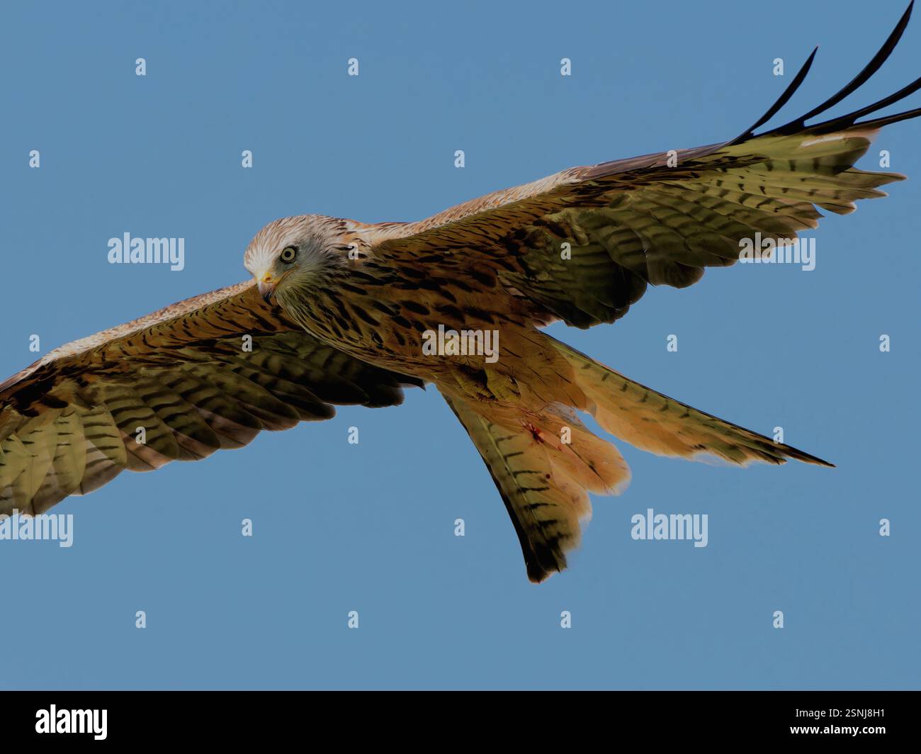 Red Kite Gigrin Farm Rhayader Wales Stock Photo - Alamy
