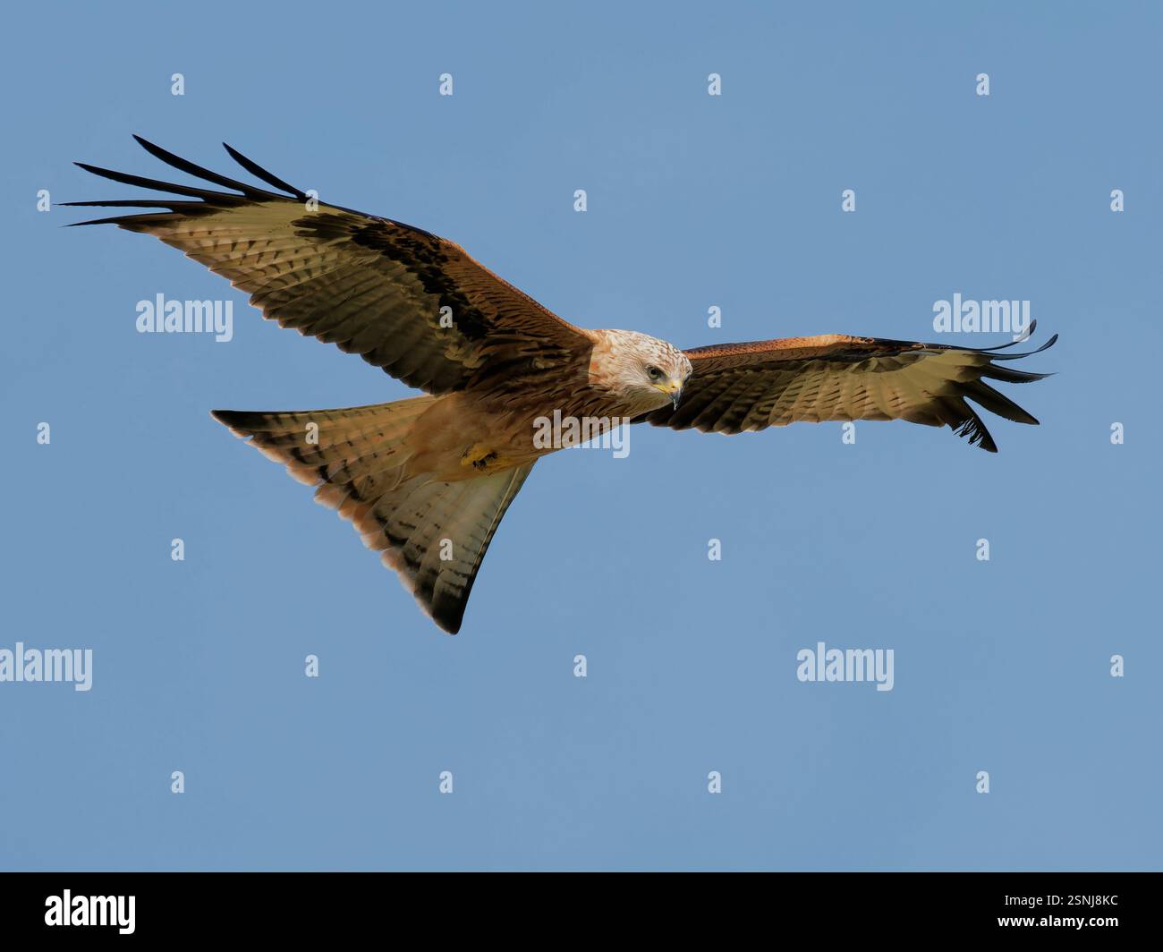 Red Kite Gigrin Farm Rhayader Wales Stock Photo - Alamy