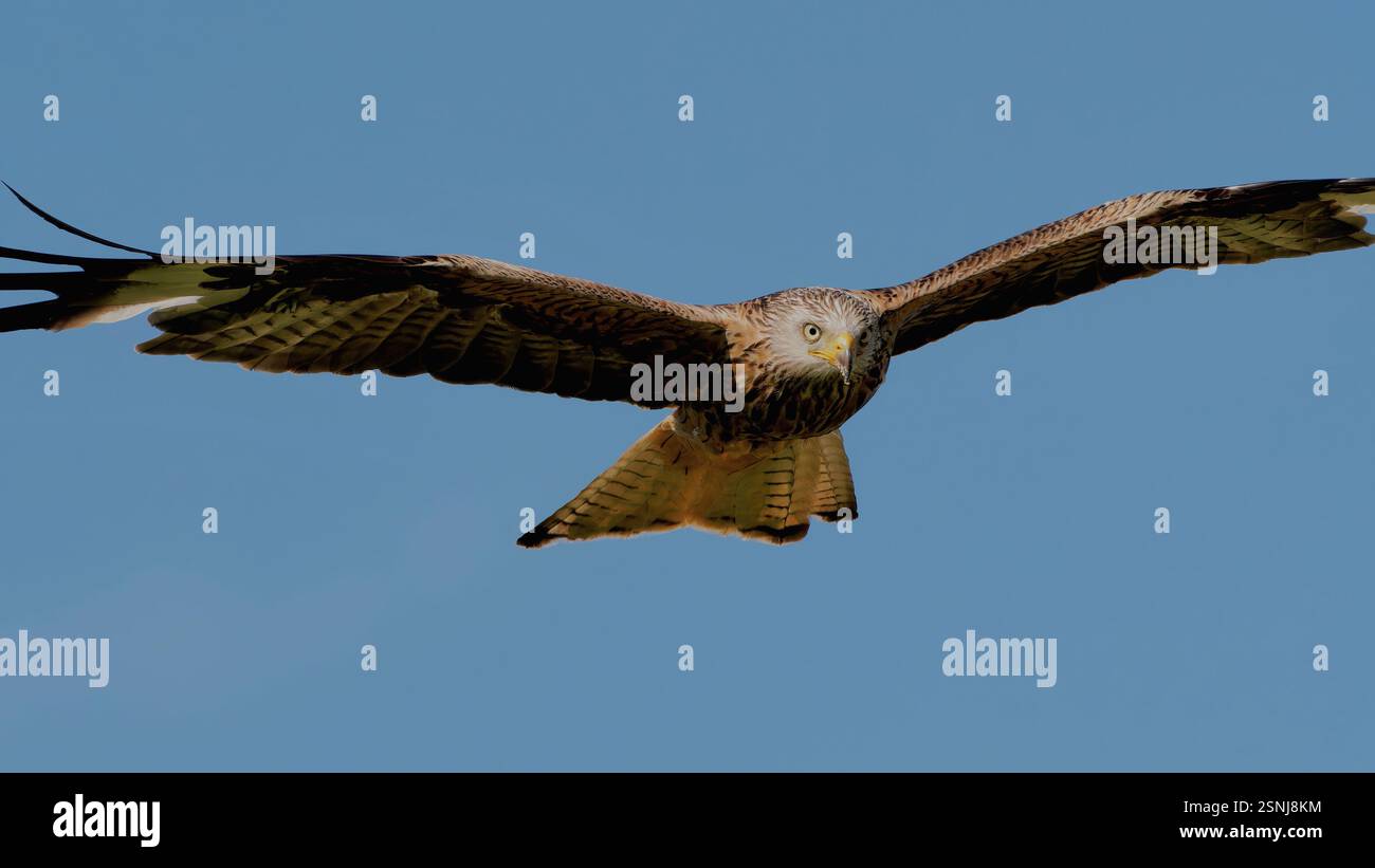 Red Kite Gigrin Farm Rhayader Wales Stock Photo - Alamy