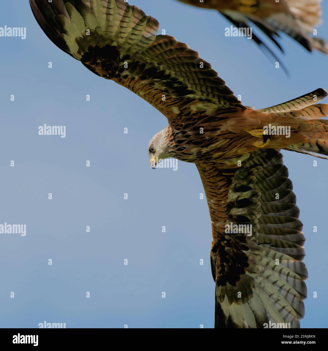 Red Kite Gigrin Farm Rhayader Wales Stock Photo - Alamy