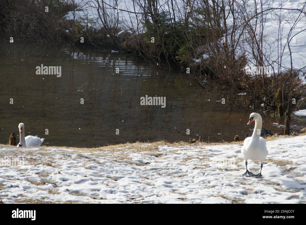 In Germany, Munich, two large white mute swans with long necks and ...