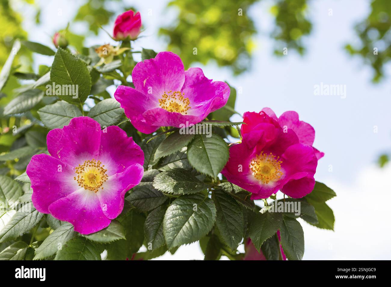 Dog rose (Rosa canina) in bloom Stock Photo - Alamy