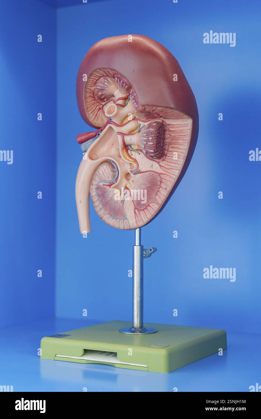 Anatomical model of a kidney on a blue background, Urology, Germany ...