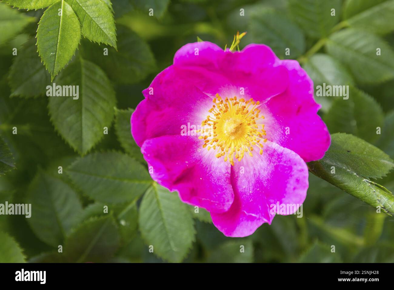 Dog rose (Rosa canina) in bloom Stock Photo - Alamy