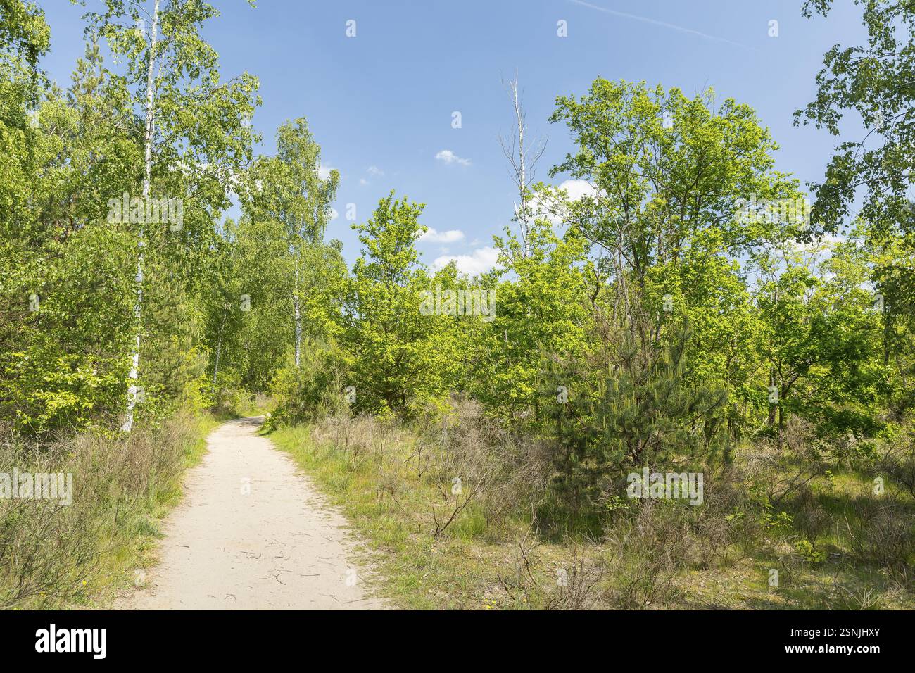 Sparse vegetation on the inland dune landscape on the Heller, broom ...