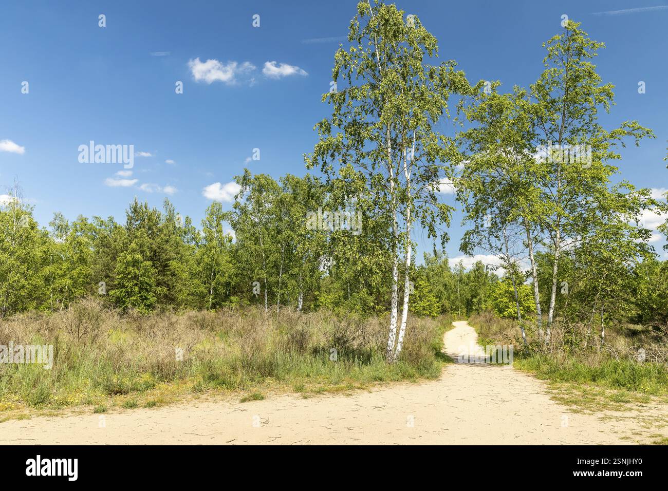 Sparse vegetation on the inland dune landscape on the Heller, broom ...