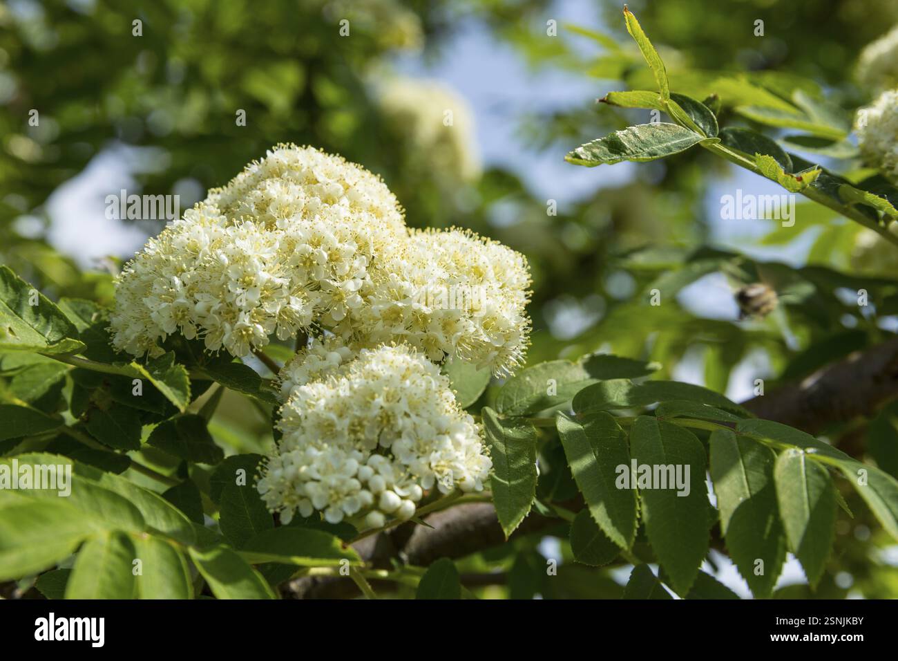 Flowers of the mountain ash (Sorbus aucuparia Stock Photo - Alamy