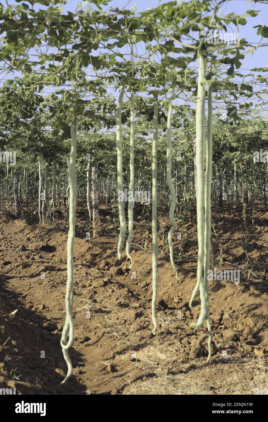 Vegetable, snake gourd, India, Asia Stock Photo - Alamy
