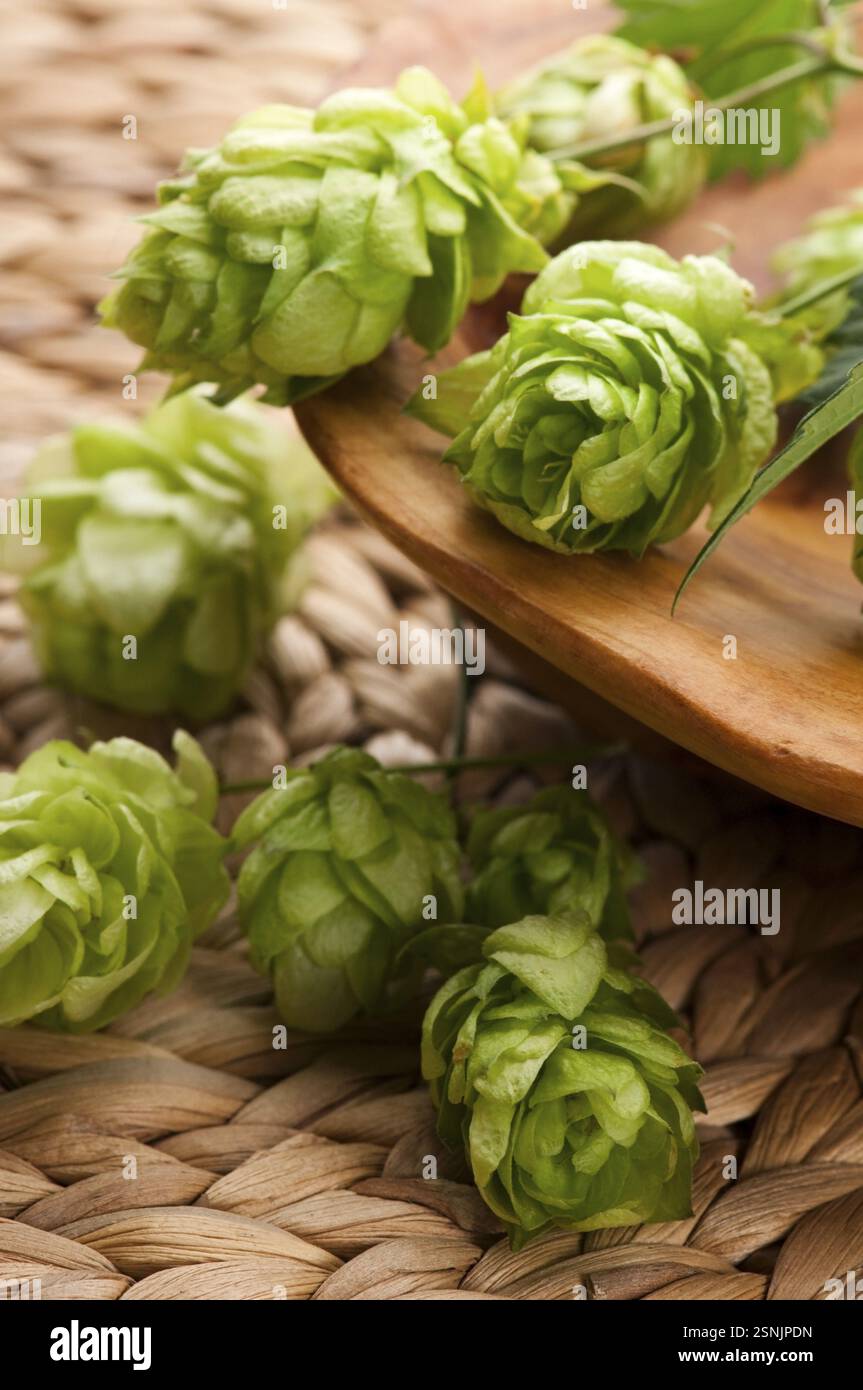 Hop cone and leaves, poland Stock Photo - Alamy