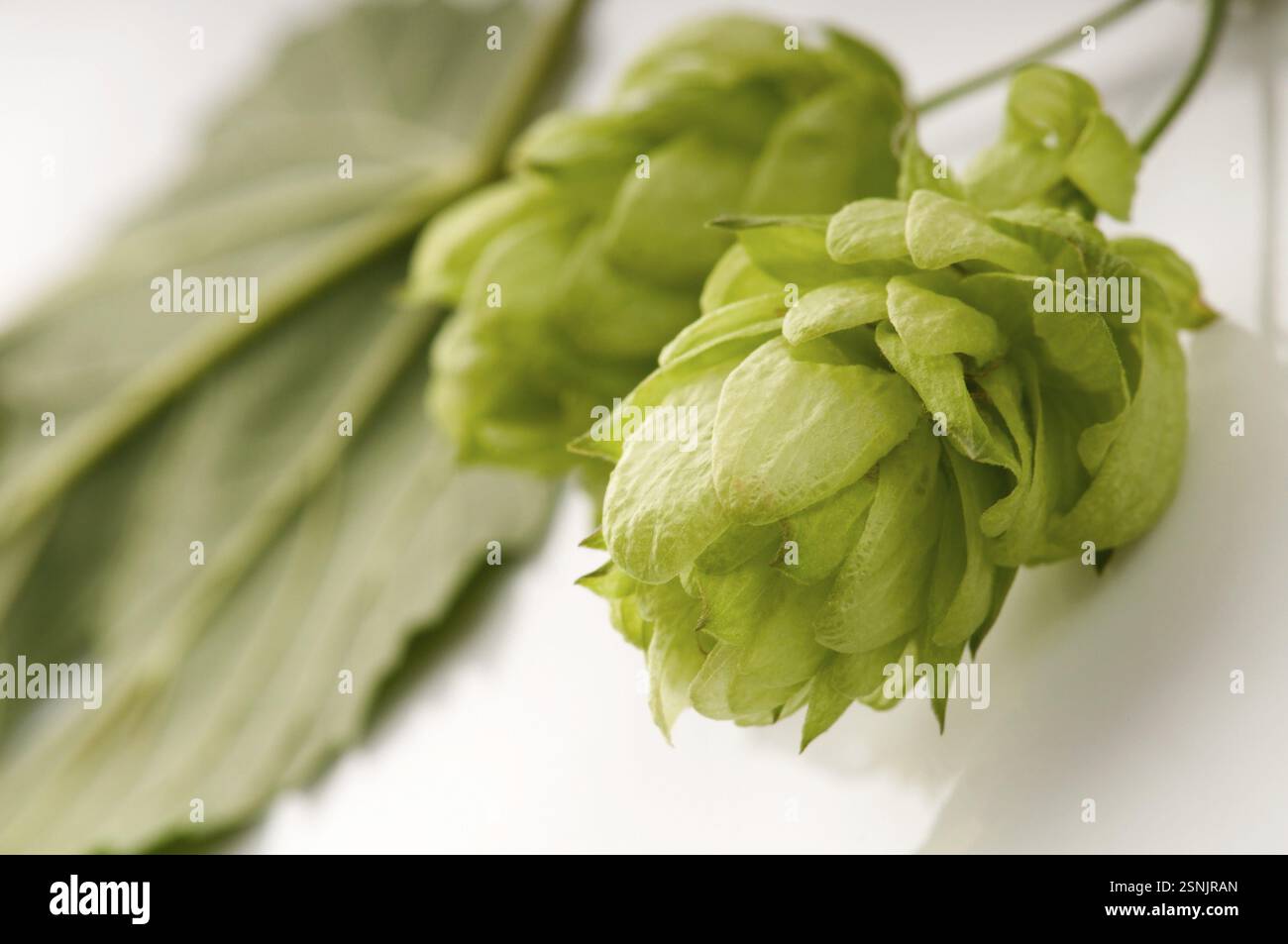 Hop cone and leaves on white background, poland Stock Photo - Alamy