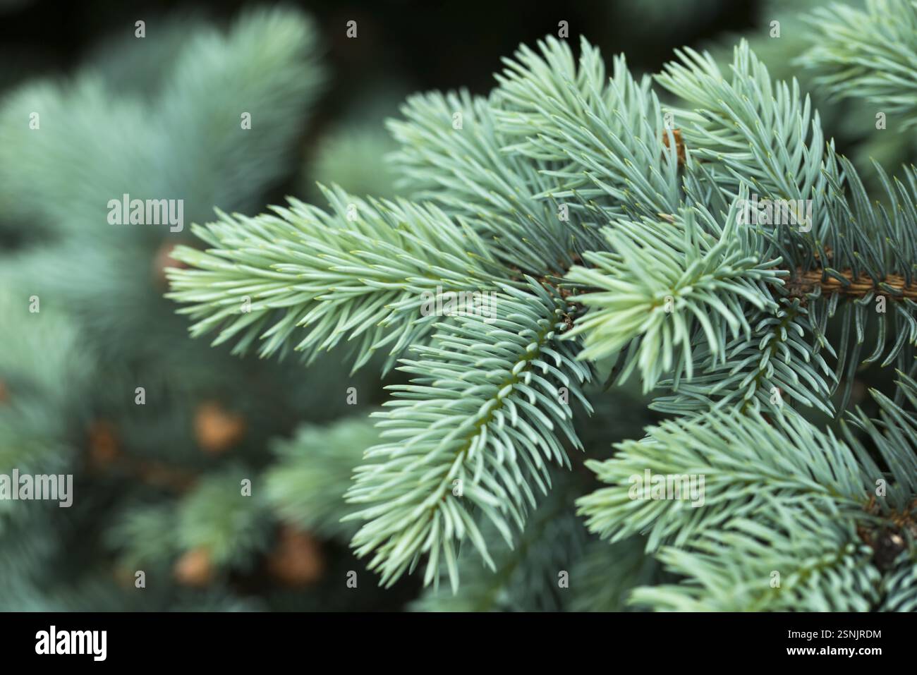 Blue spruce branches on a green background Stock Photo - Alamy
