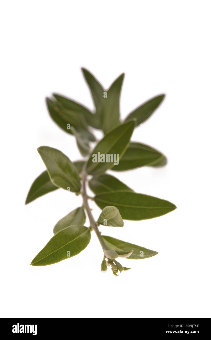 Olive branch isolated on the white background Stock Photo - Alamy