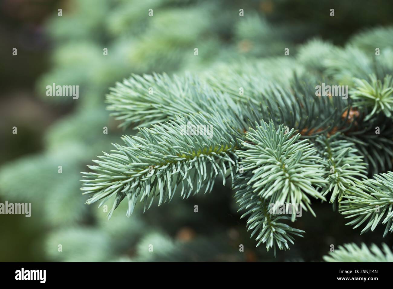 Blue spruce branches on a green background Stock Photo - Alamy