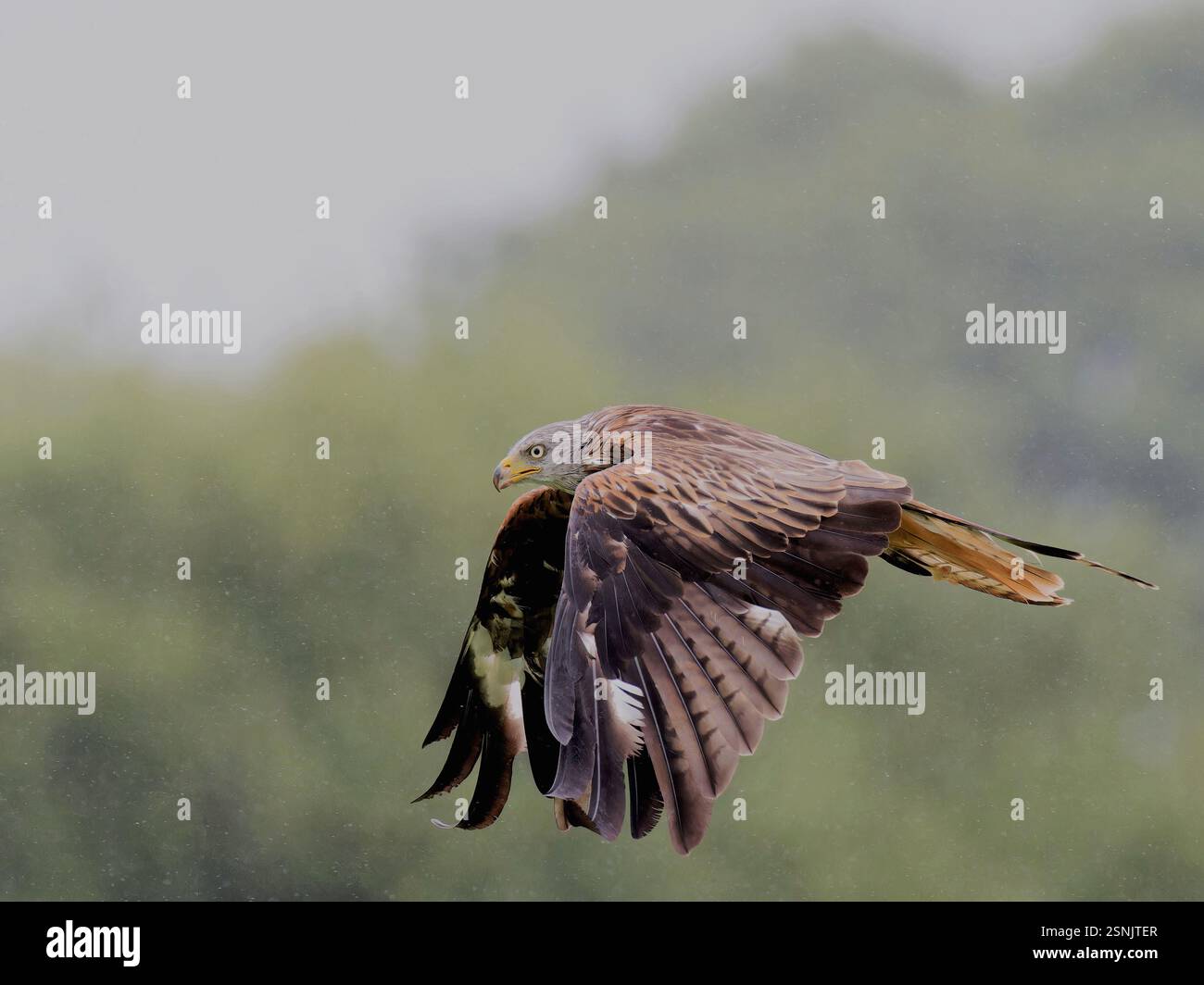 Red Kite, Gigrin Farm Rhayader Wales Stock Photo - Alamy