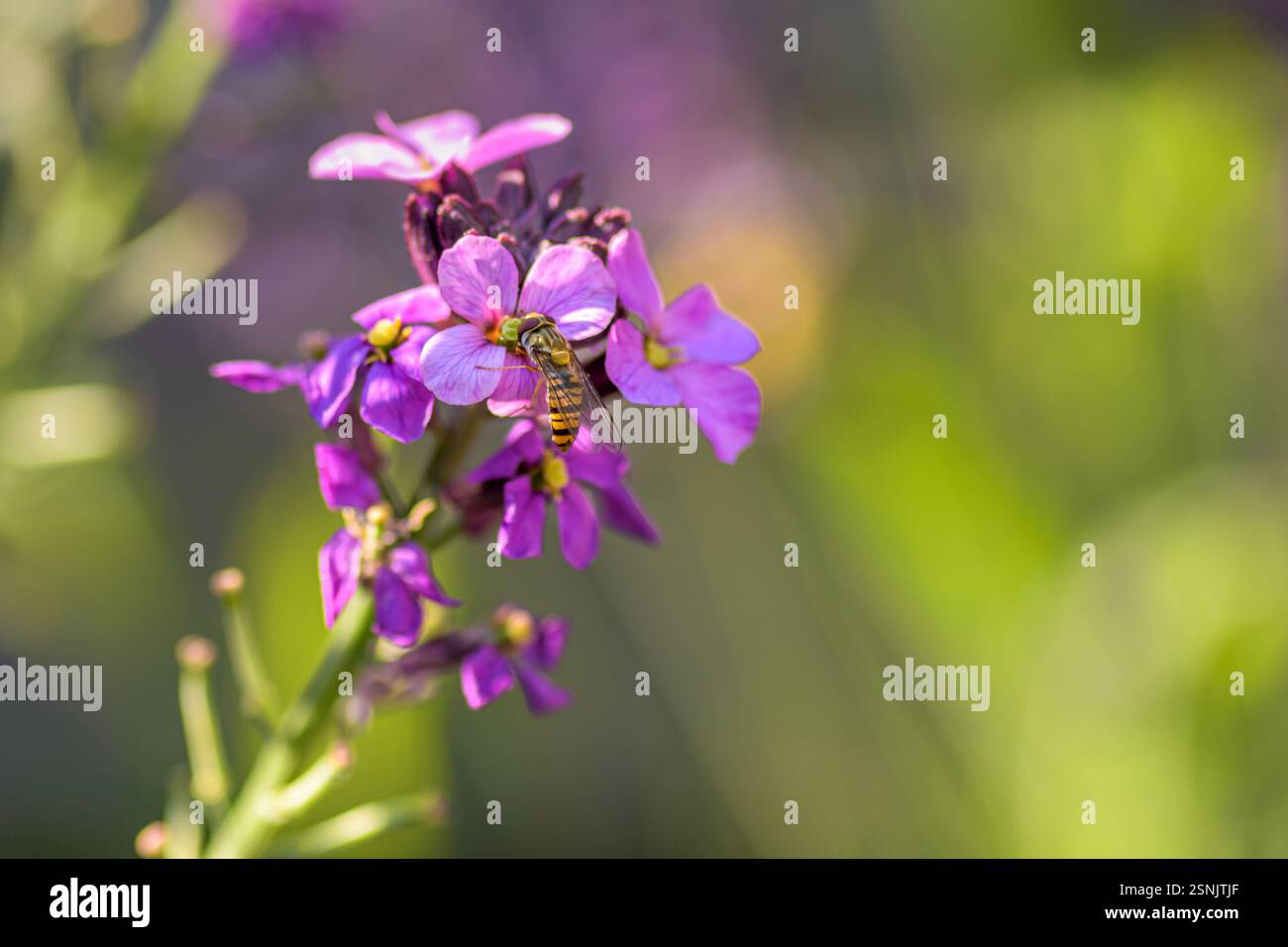 A lemon pendulum fly extracts the nectar from the Erysimum Bowles Mauve ...