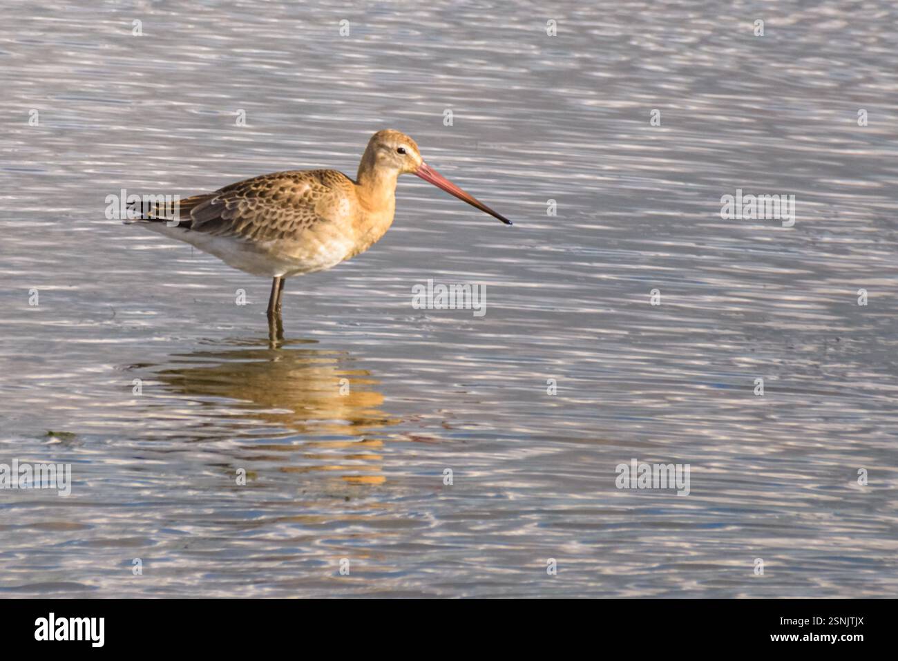 Godwit bird in habitat hi-res stock photography and images - Alamy