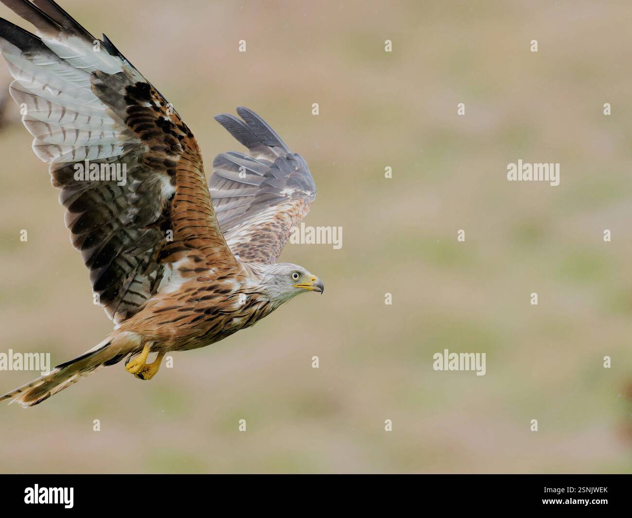 Red Kite, Gigrin Farm Rhayader Wales Stock Photo - Alamy
