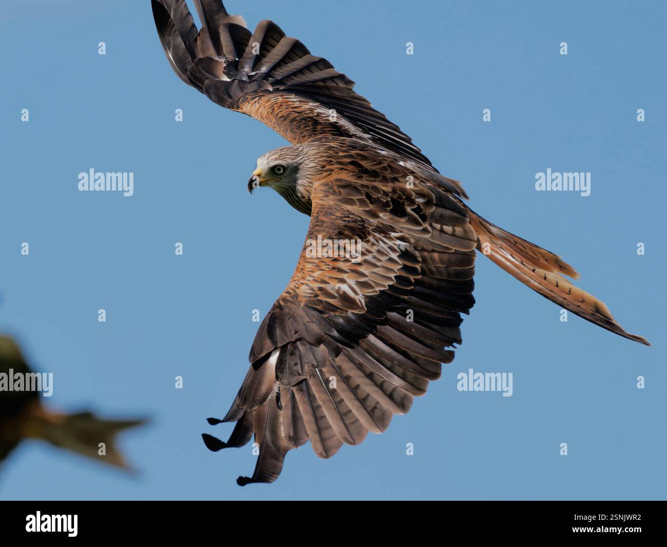 Red Kite, Gigrin Farm Rhayader Wales Stock Photo - Alamy