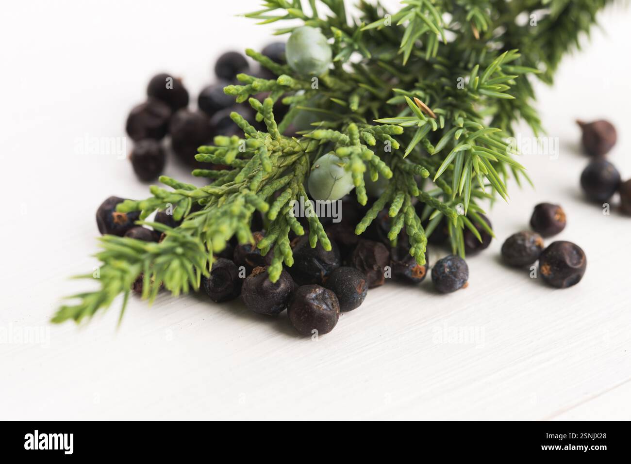 Juniper plant with berries Stock Photo - Alamy